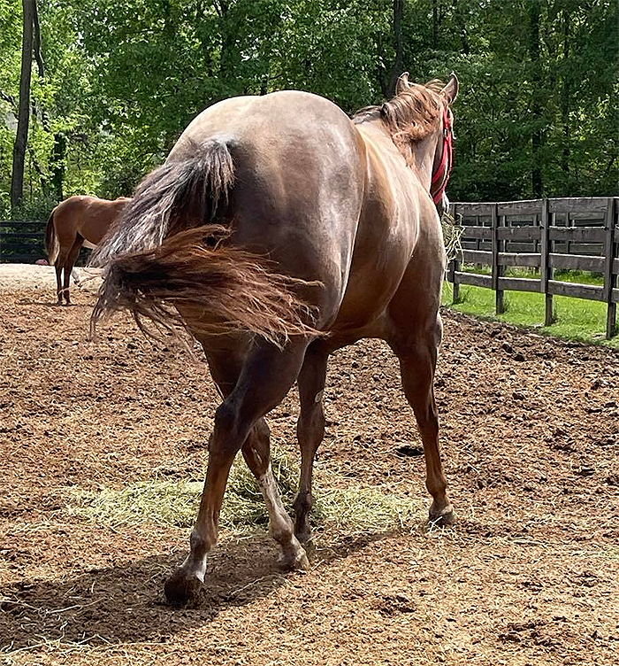Double L Acre's Broodmares!