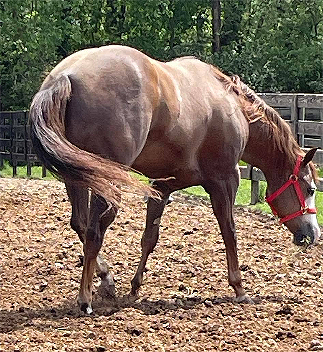 Double L Acre's Broodmares!