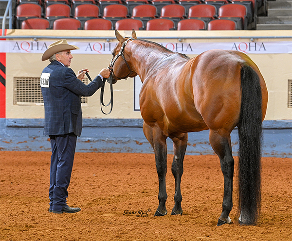 Double L Acres' EVINCING