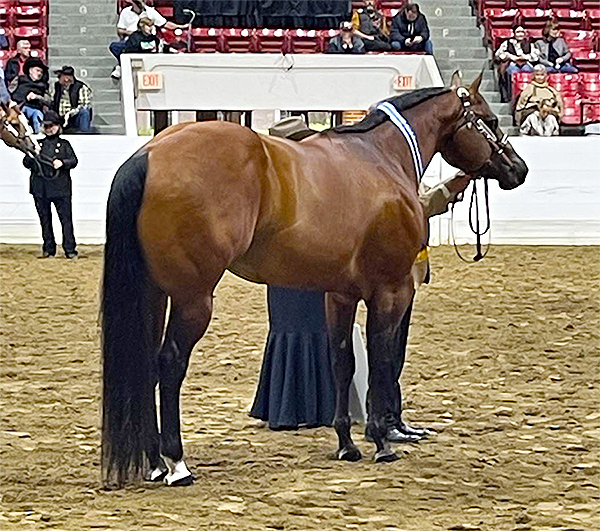 Double L Acres' EVINCING