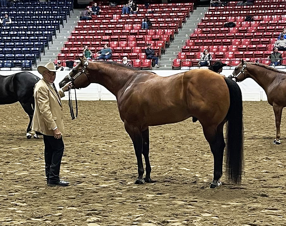 Double L Acres' EVINCING