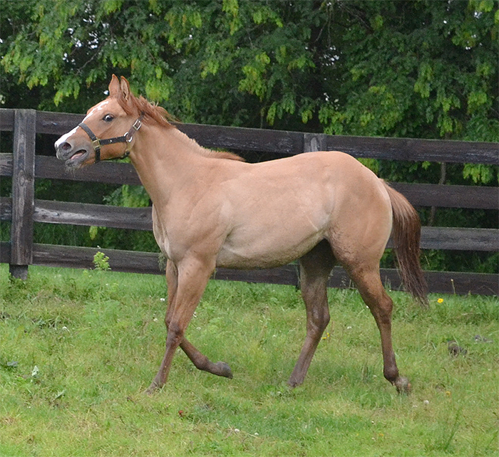 Double L Acres - Horses for Sale