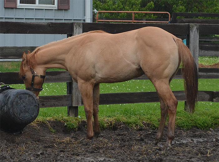 Double L Acres - Horses for Sale