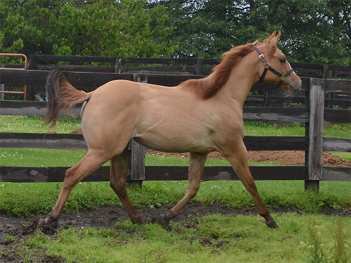 Double L Acres - Horses for Sale